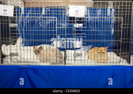 burmese cats in display cages at cat show in the uk Stock Photo - Alamy