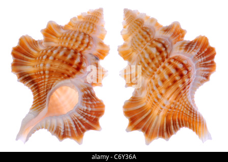 Maple Leaf Triton shell (Gyrineum perca) c2.5cm. Phillipines Stock ...