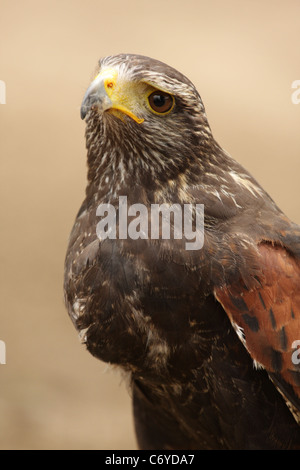 Bird Of Prey at Welsh Hawking Centre Stock Photo - Alamy