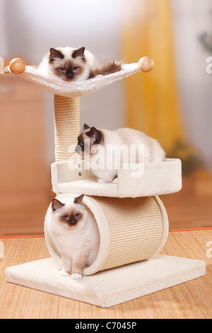 Birman cats, seal-point and chocolate-point, Holy Birman, scratching ...