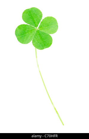 four leaf clover shamrock Stock Photo - Alamy