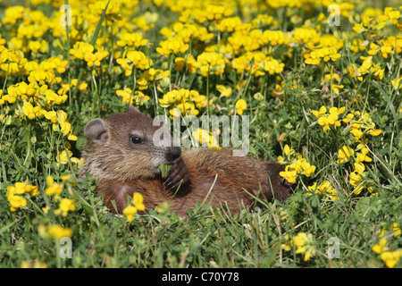 Baby Groundhog or Woodchuck Marmota monax in den entrance Eastern North ...