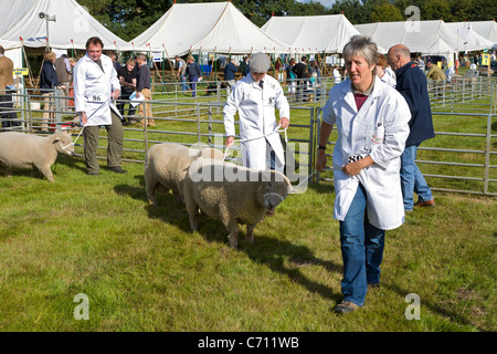 Sheep parade in a show ring, during the opening day of the Great ...