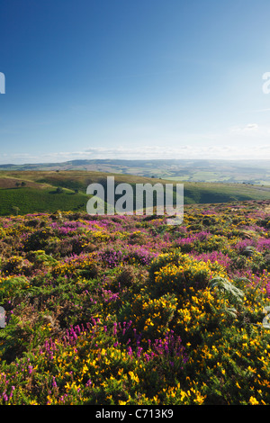 Heather and Gorse on Weacombe Hill above Bicknoller Combe in the ...