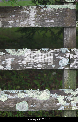 Old fence of boards with moss on a background of autumn forest Stock ...