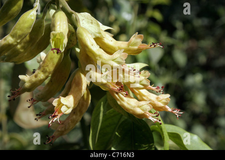 Flowers in Cameroon Stock Photo: 86463653 - Alamy