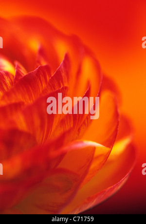 red ranunculus flowers Stock Photo - Alamy