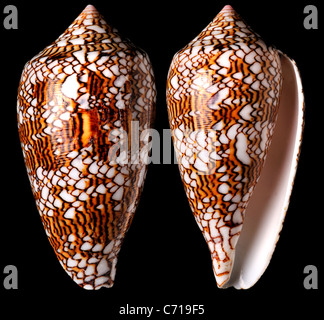 Textile Cone Shell. Conus Textile. Pacific Seashell Stock Photo - Alamy
