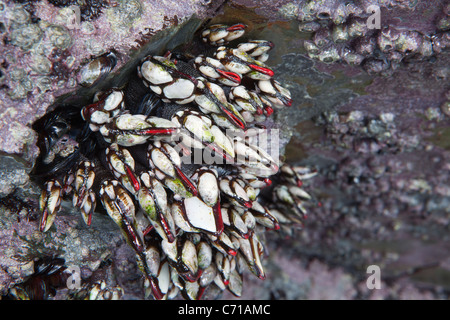 Spain Galicia goose neck barnacle (Pollicipes pollicipes Stock Photo ...