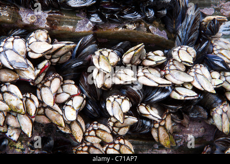 Goose neck barnacles, goose barnacles or leaf barnacles -Pollicipes ...
