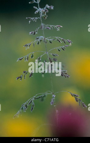 bent grass (Agrostis Stock Photo - Alamy