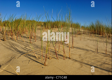 Sand dune covered with European beachgrass, scientific name: Ammophila ...