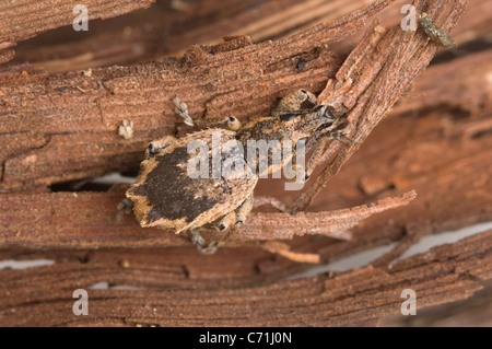 Australian weevil with cryptic coloring Stock Photo - Alamy