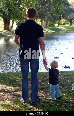 Baby ducks from behind Stock Photo - Alamy