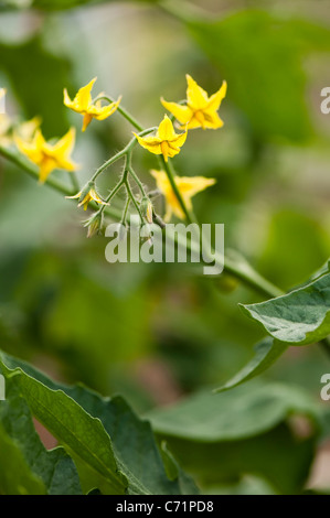 Sungold tomato plant. Solanum lycopersicum Sungold F1 cherry tomatoes growing on the vine in a ...