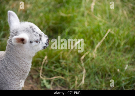 Lamb side view of head Stock Photo - Alamy