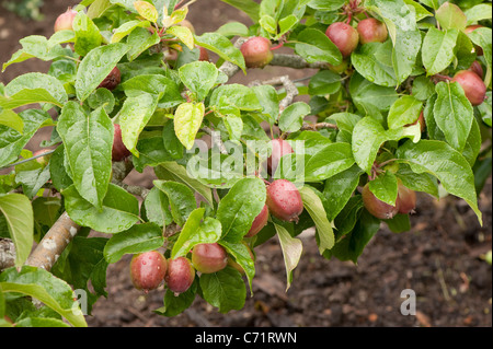 Step over apple tree Stock Photo - Alamy