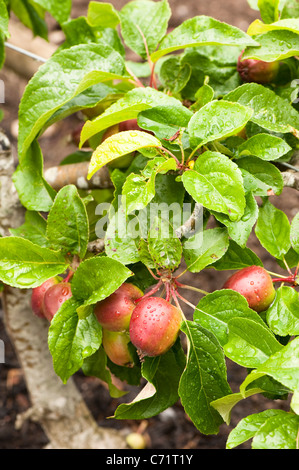 Apple, Malus domestica ‘Saturn’, growing as a step over cordon Stock ...
