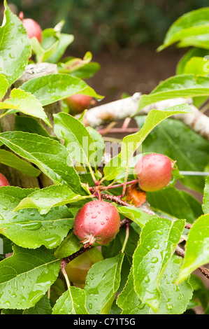 Apple, Malus domestica ‘Red Falstaff’, growing as a step over cordon ...