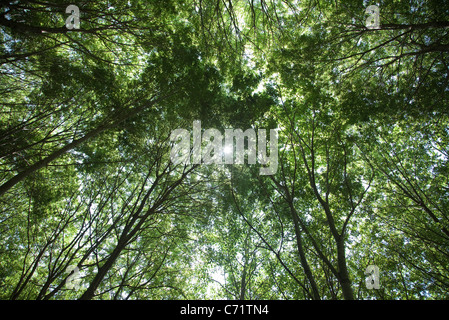 Tree canopy viewed from below Stock Photo - Alamy