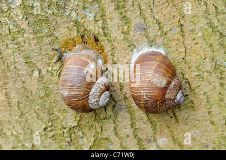 Edible snail snails snail molluscs Mollusca edible snails Helix pomatia ...