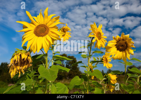 Yellow sunflower over blue cloudy sky background, copy space Stock ...