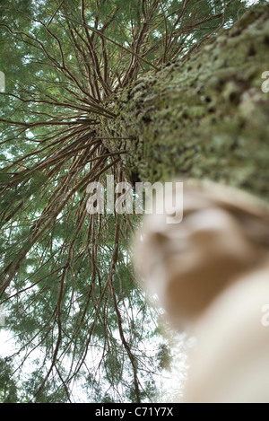 A low angle shot of tall tree with green leaves in background of sky ...