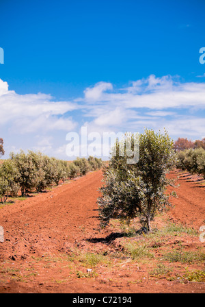 Olive trees in a orchard in spring, mediterranean, Andalusia, Spain ...
