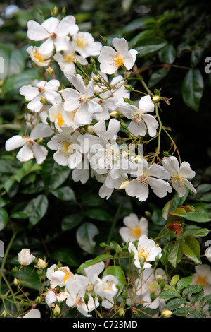Rosa filipes - `Kiftsgate' AGM (Rambler) RRB015860 Stock Photo - Alamy