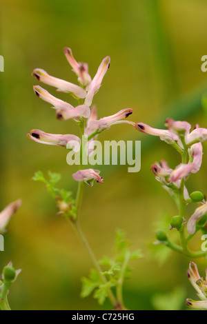 Tall ramping-fumitory / Bastard's fumitory (Fumaria bastardii ...