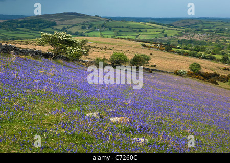 A panoramic view across Dartmoor National Park towards Easdon Tor with ...