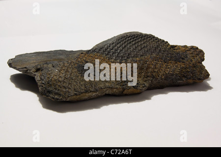 a close up of fossilized tree bark Stock Photo: 38775306 - Alamy