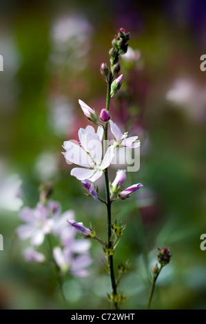 Garden Tree Mallow Flower Buds in Winter Stock Photo - Alamy