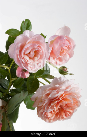English Roses. Heritage. David Austin 1984 Stock Photo - Alamy