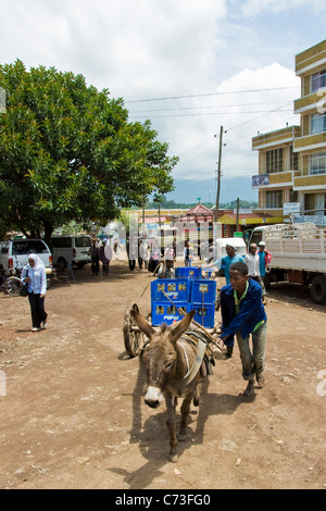 Daily life, Hosaina, Ethiopia Stock Photo - Alamy