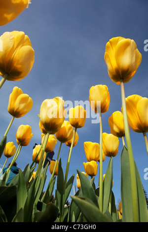 Field of yellow tulips. Skagit Valley, Washington USA Stock Photo - Alamy