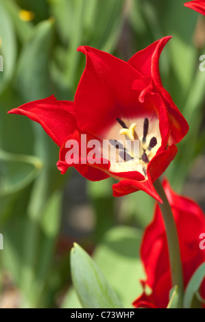 Very pretty red flowering tulip blossom in a garden Stock Photo - Alamy