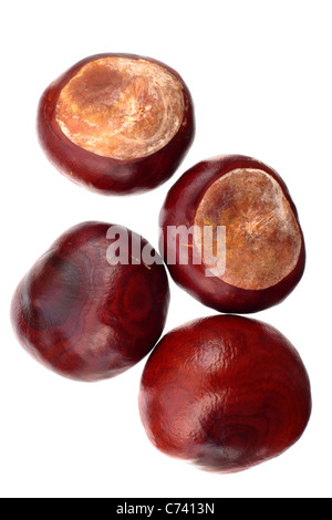 shot of 3 conkers on a white background Stock Photo - Alamy