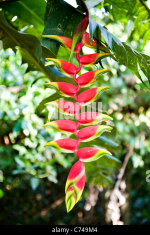 Heliconia pendula flower Stock Photo - Alamy