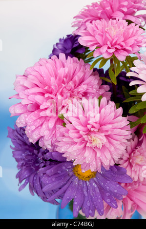 Beautiful dahlia flowers on blue background Stock Photo - Alamy