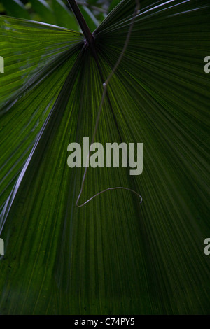Close up of the leaves of the Coccothrinax alta Silver thatch palm ...