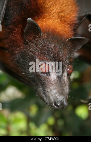 Fruit bat, flying fox face detail Stock Photo - Alamy