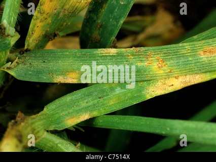 Brown rust Puccinia hordei infected barley leaves from crop in ear ...