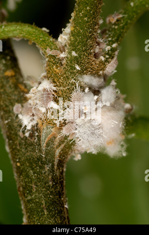 Glasshouse mealybug (Pseudococcus viburni) on conservatory Stock Photo ...