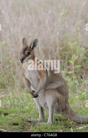 Bridled Nailtail Wallaby Onychogalea fraenata Endangered species Photographed in Queensland ...