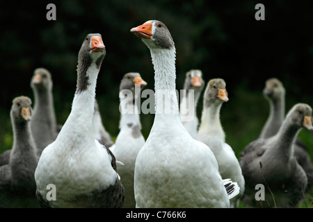 Pomeranian Geese (Anser anser), animal family, Munich, Upper Bavaria ...
