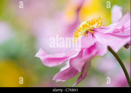 Late summer, single pink flower of the hardy perennial Japanese anemone ...