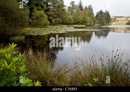 Moss Eccles tarn on Claife Heights, Far Sawrey, Cumbria Stock Photo - Alamy