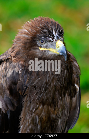 Steppe Eagle (Aquila nipalensis) .Falconry in Germany Stock Photo - Alamy