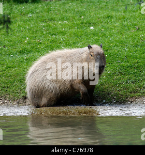 Capybara or water hog (Hydrochoerus hydrochaeris Stock Photo - Alamy